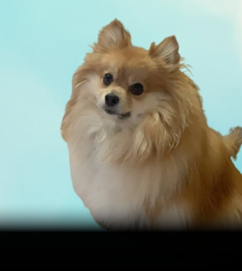 Meet Simba | SmartSites